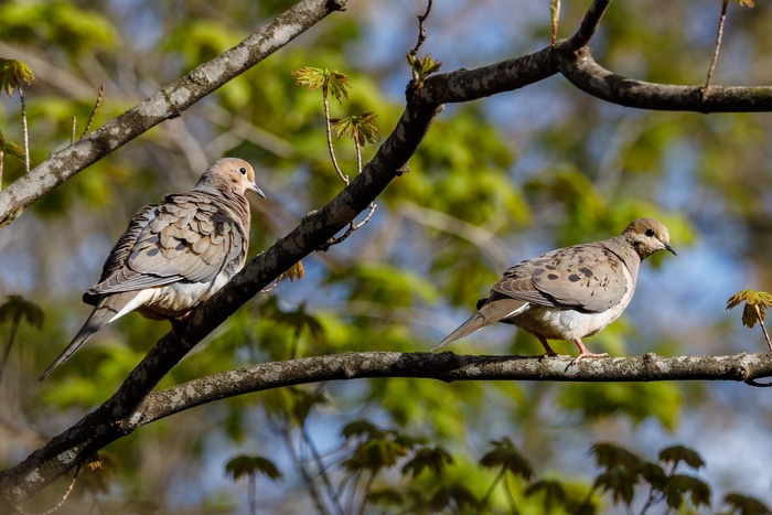 Facts About Mourning Doves :: DovesWorld.com™