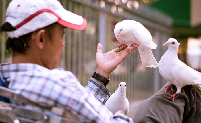 Hand-Raised Birds - Order Form :: DovesWorld.com™
