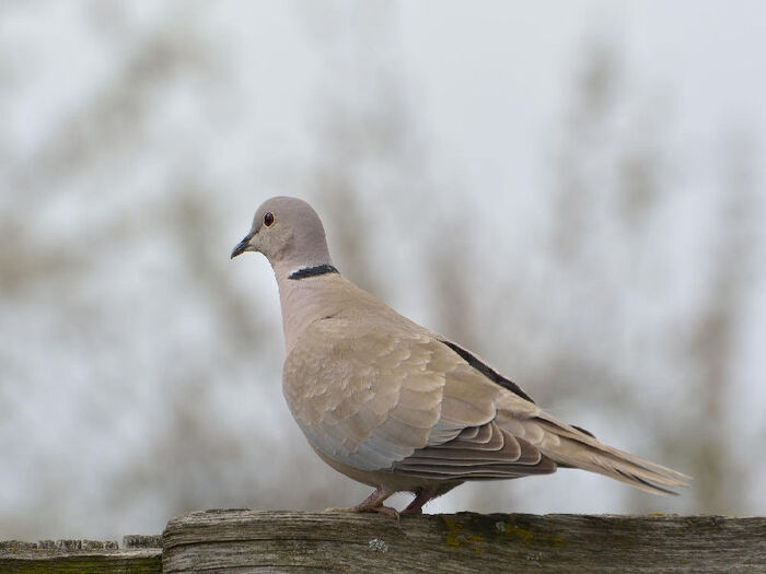 Dove Resources :: DovesWorld.com™