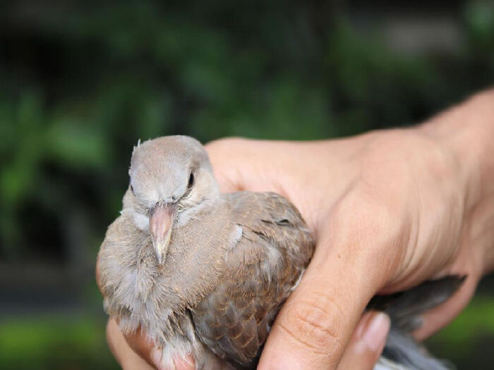 Professionally Bred and Hand-Raised Doves